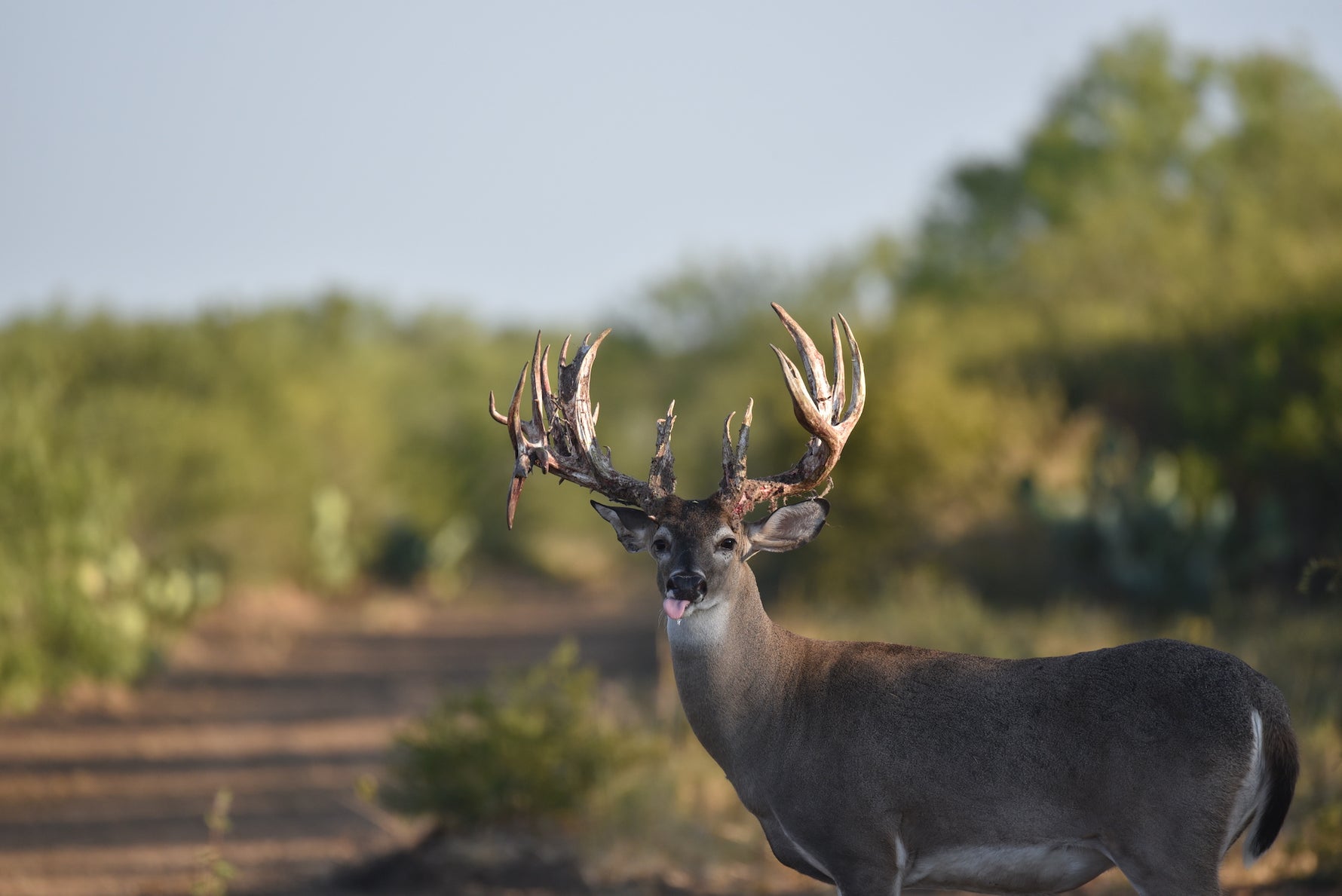 Gallery – Double Down Deer Feed